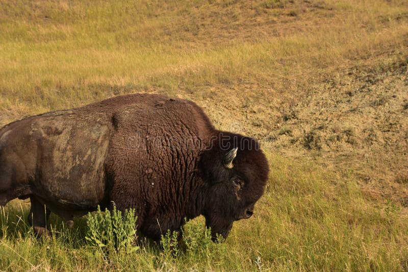 Side Profile of an American Bison in a Field Stock Image - Image of ...