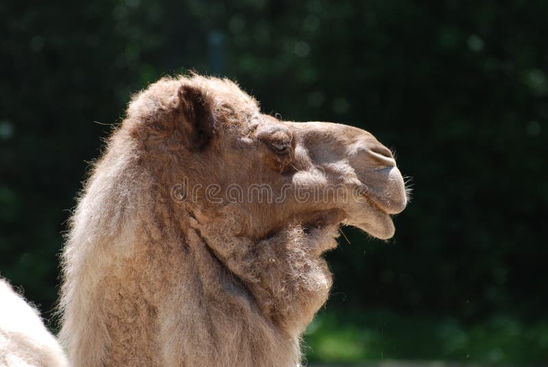 Side Profile of a Bactrian Camel Stock Image - Image of camel ...