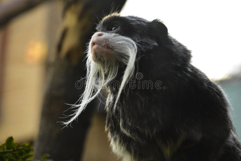 Side Profile of a Bearded Emperor Tamarin Stock Image - Image of amazon ...