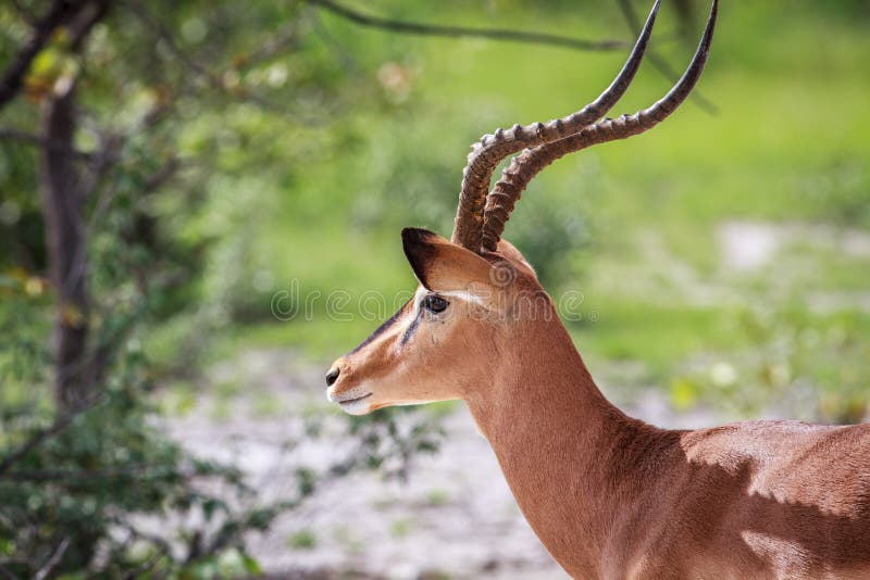Side Profile of a Black-faced Impala. Stock Image - Image of horns ...