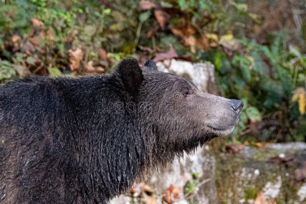 Side Profile of a Brown Bear Stock Photo - Image of grass, powerful ...