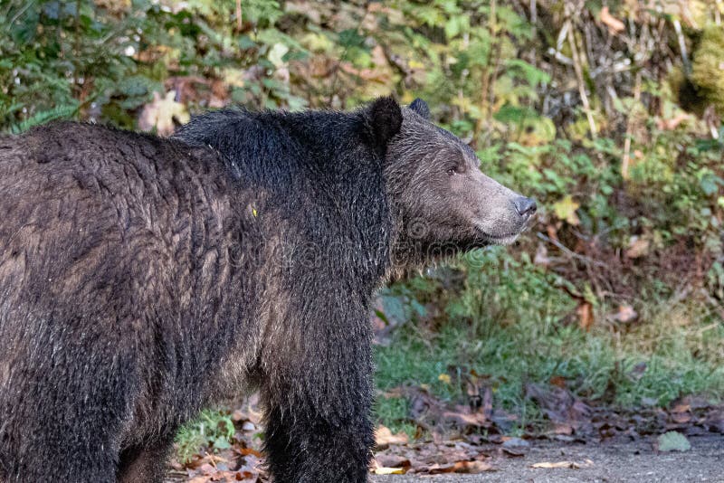 Side Profile of a Brown Bear Stock Image - Image of motion, fish: 345952717