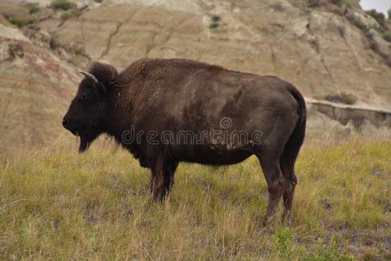 Side Profile of a Buffalo in a Canyon Stock Photo - Image of west ...