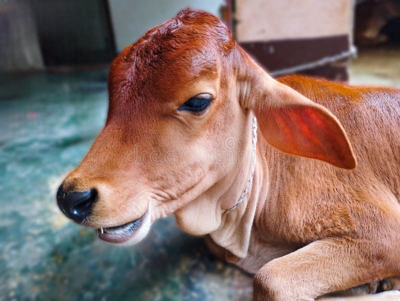 Side Profile of a Calf Resting Peacefully Stock Photo - Image of view ...