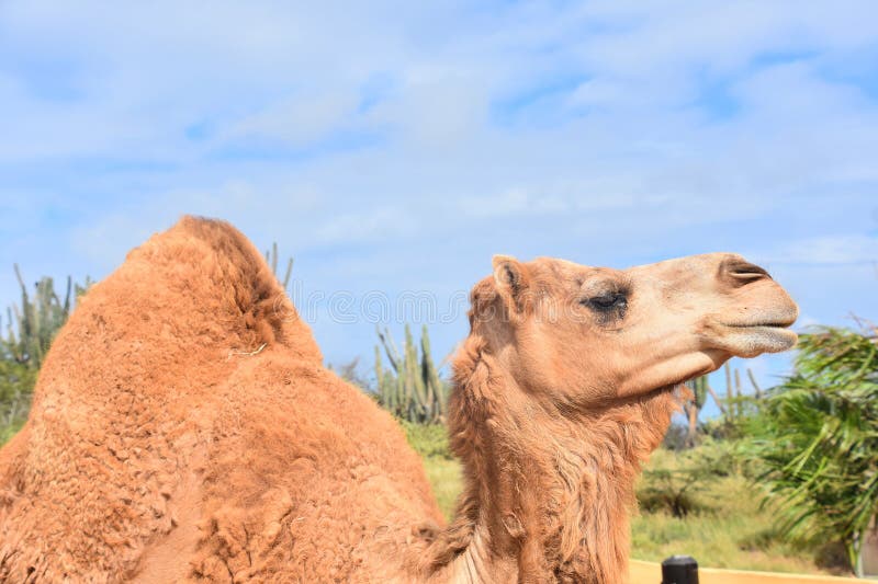 Side Profile of a Camel in the Desert Stock Photo - Image of animal ...
