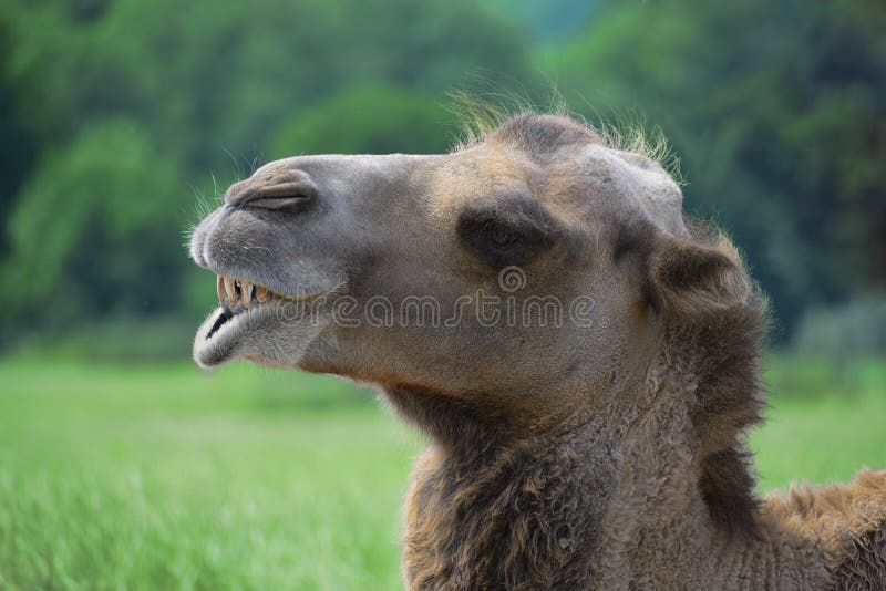 Side Profile of a Camel Head Stock Photo - Image of head, logleat ...