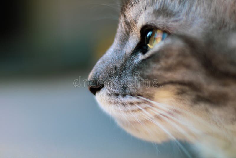 Side Profile Cat stock image. Image of view, profile - 156414555