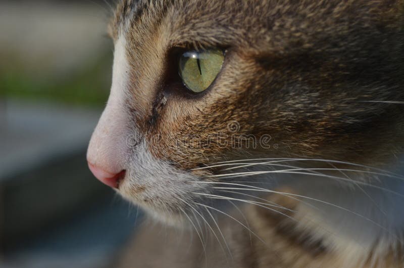 Side Profile Cat with Sharp Glance Stock Image - Image of carnivore ...