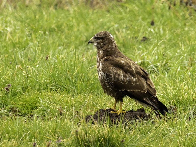 Side Profile of a Common Buzzard (Buteo Buteo) Standing on the Ground ...