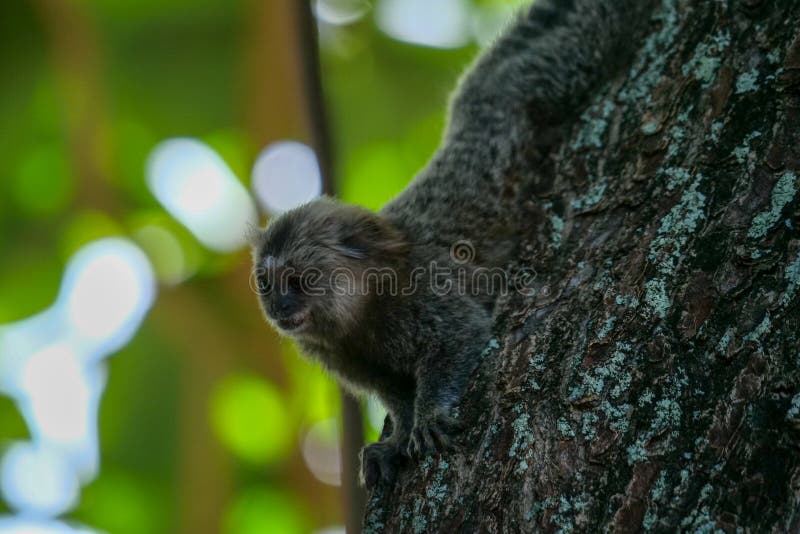 Side Profile of a Common Marmoset Monkey - Callithrix Jacchus - Lying ...