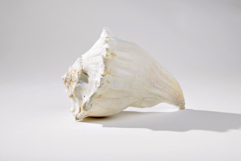 Side Profile of Conch Shell Stock Image - Image of object, decoration ...