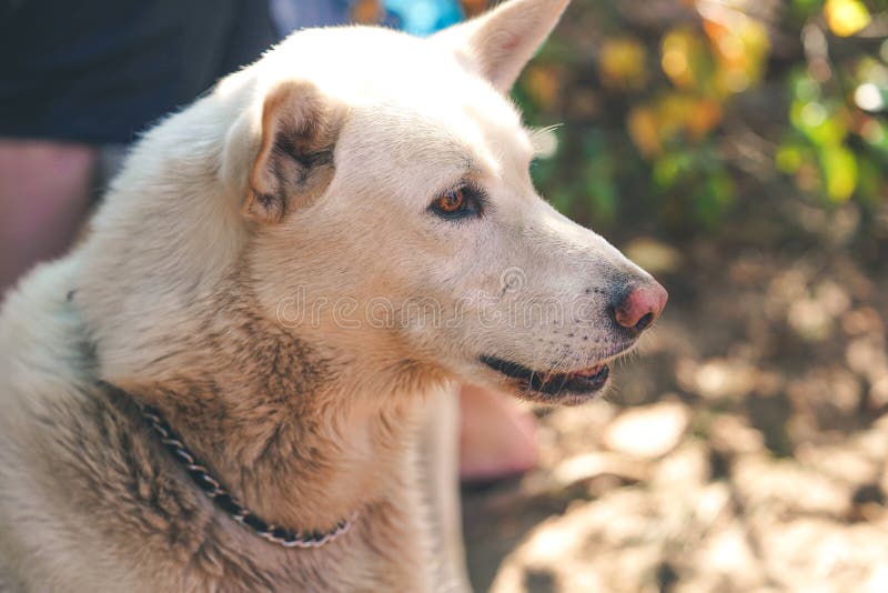 Side Profile of a Cute Dog with a Beautiful Chain Around Its Neck Stock ...
