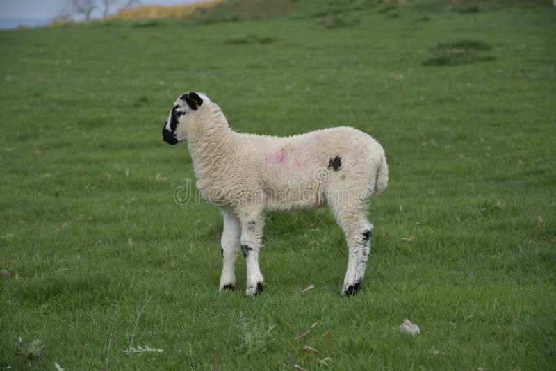 Side Profile of a Cute White and Black Lamb Stock Image - Image of ...