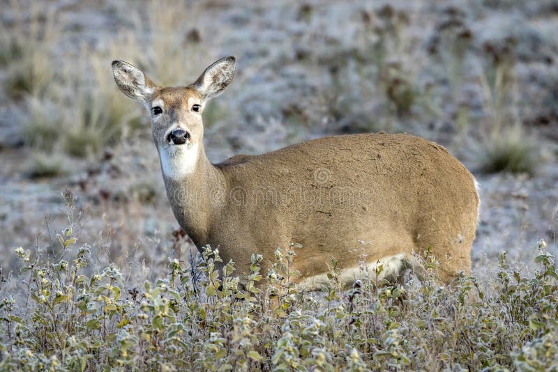 Side View Of Big Whitetail Buck Stock Photo - Image of massive ...