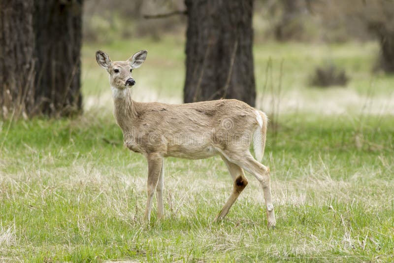 Profile of a red deer Stag stock image. Image of deer - 48498529