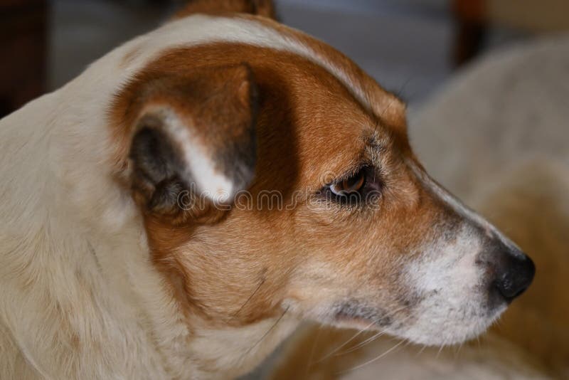 Side profile of dog stock image. Image of terrier, carnivore - 352293449