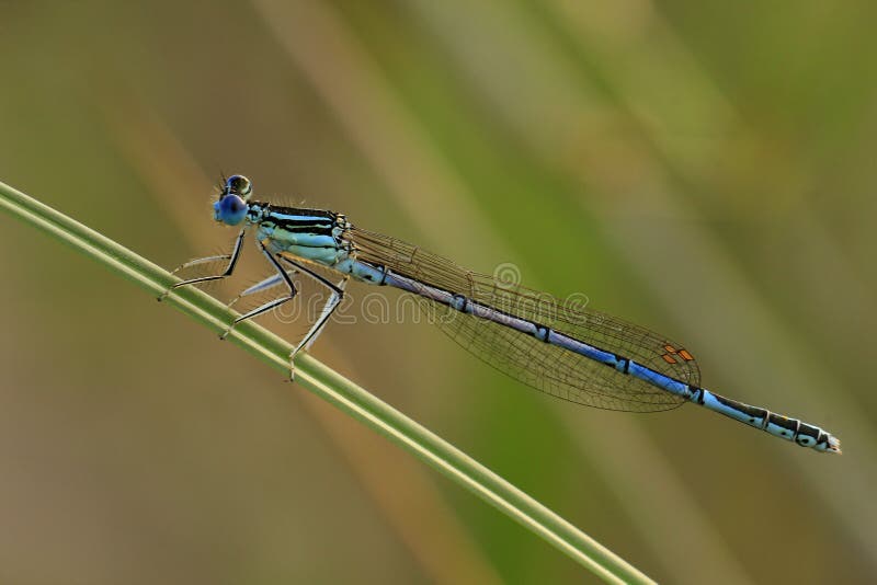 Cyan Dragonfly stock image. Image of animal, turkiye - 55618313