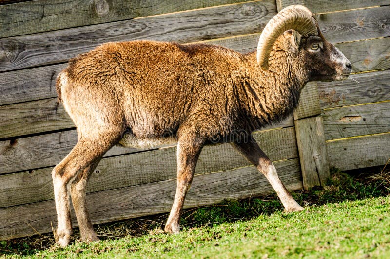 Side Profile European Mouflon (Ovis Aries Musimon) Stock Image - Image ...