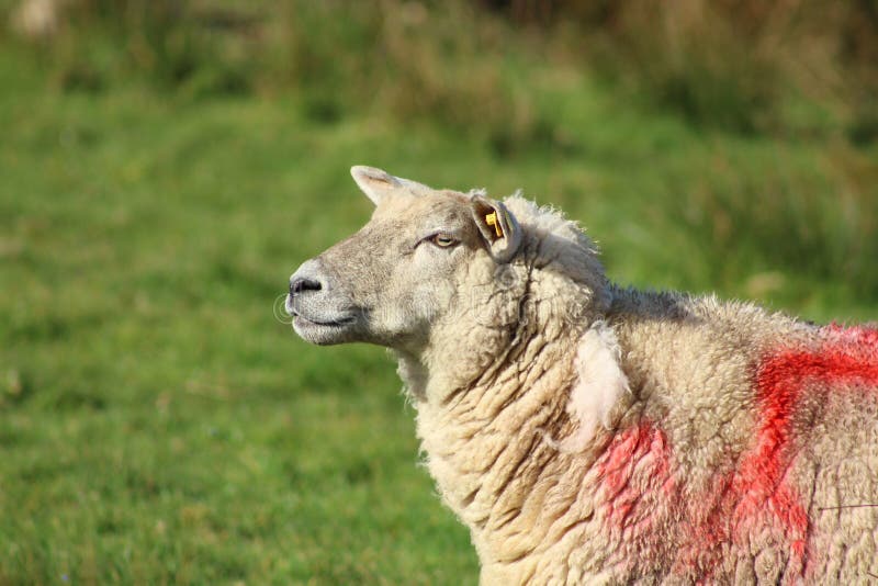Side profile of ewe sheep stock image. Image of herd - 245152795