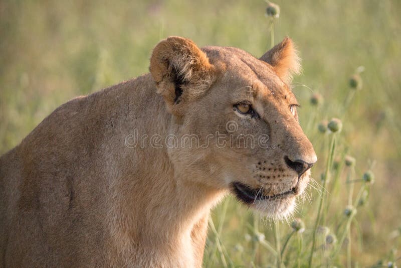 Side Profile of a Female Lion. Stock Photo - Image of beautiful ...