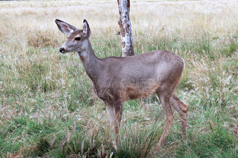 Side Profile of a Female Mule Deer Stock Photo - Image of mule, wild ...