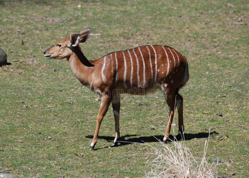 Side Profile of a Female Nyala on the Plains Stock Photo - Image of ...