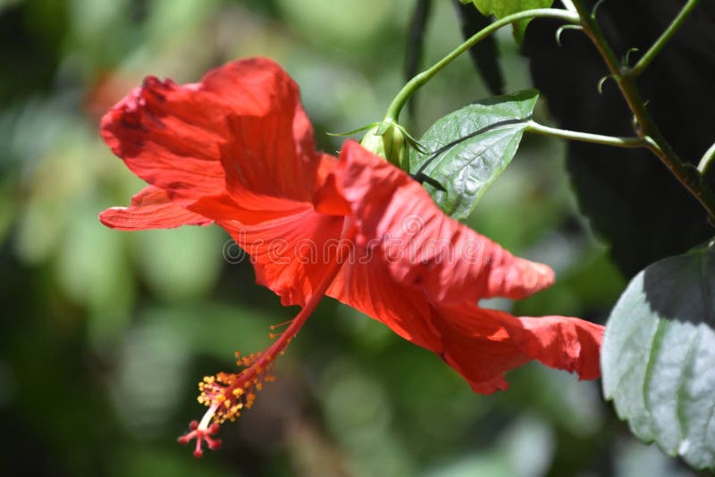Side Profile of a Flowering Red Hibiscus Stock Image - Image of plant ...