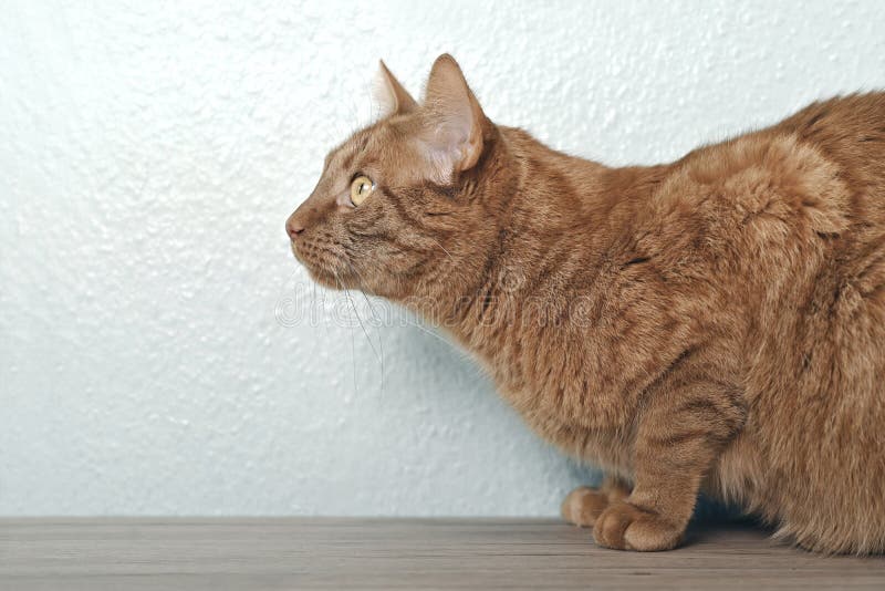 Side Profile of a Ginger Cat Looking Curious Aside. Stock Photo - Image ...