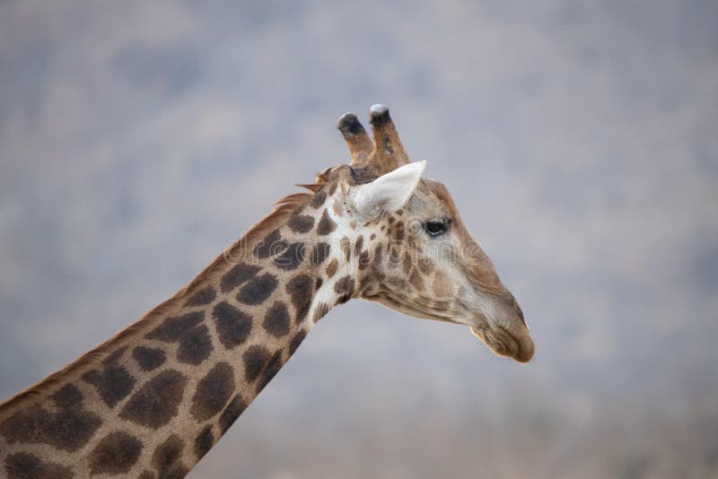 Side profile of a giraffe stock photo. Image of kruger - 229709864