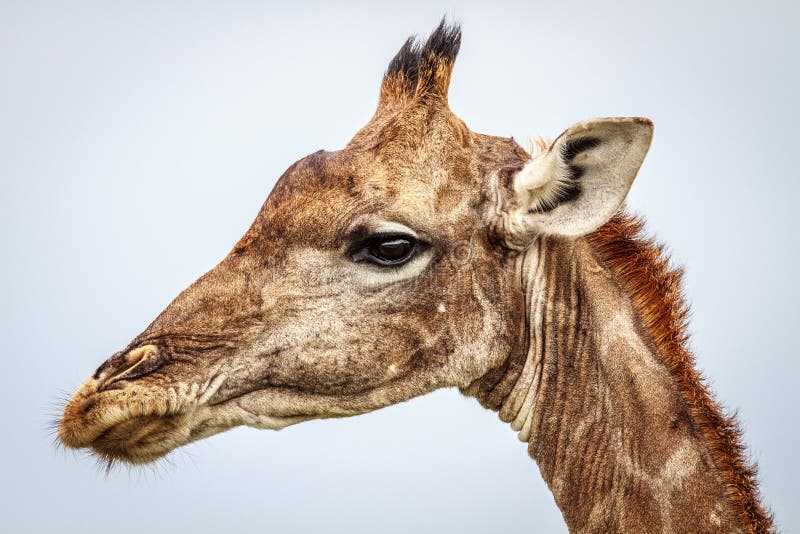 432 Side Profile Giraffe Stock Photos - Free & Royalty-Free Stock ...