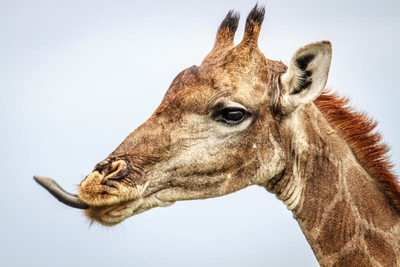Side profile of a Giraffe. stock image. Image of mammal - 90695061
