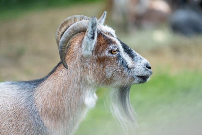 Side Profile of a Goat in Tangen Zoo in Norway Stock Photo - Image of ...
