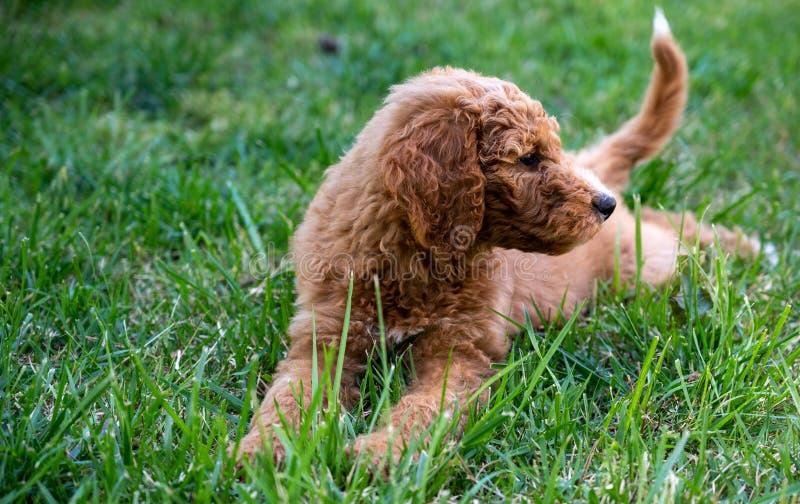 902 Goldendoodle Photos - Free & Royalty-Free Stock Photos from Dreamstime
