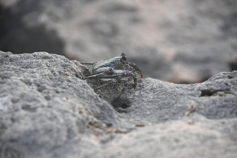 Side Profile Grey Swimming Crab on a Rock Stock Photo - Image of crabs ...