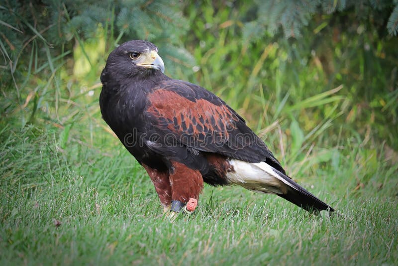 Side Profile of a Harris S Hawk on the Grass Stock Photo - Image of ...