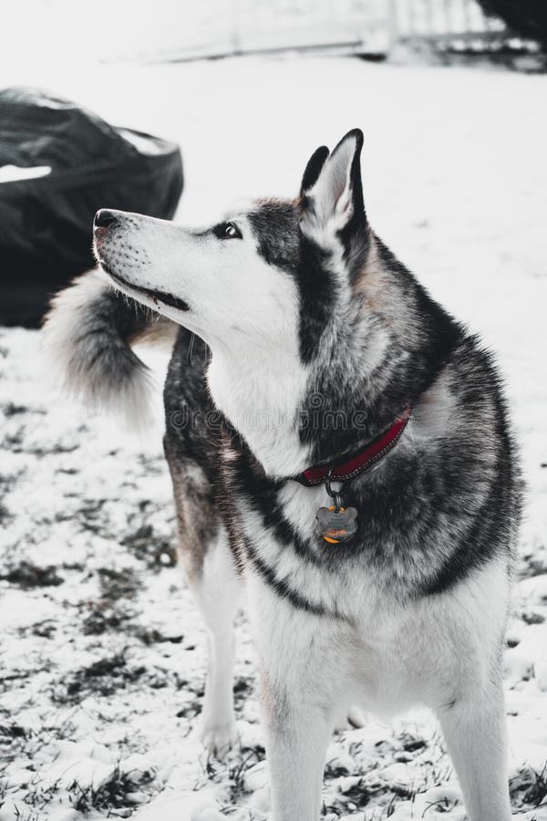 Siberian Husky Side Profile Photos - Free & Royalty-Free Stock Photos ...