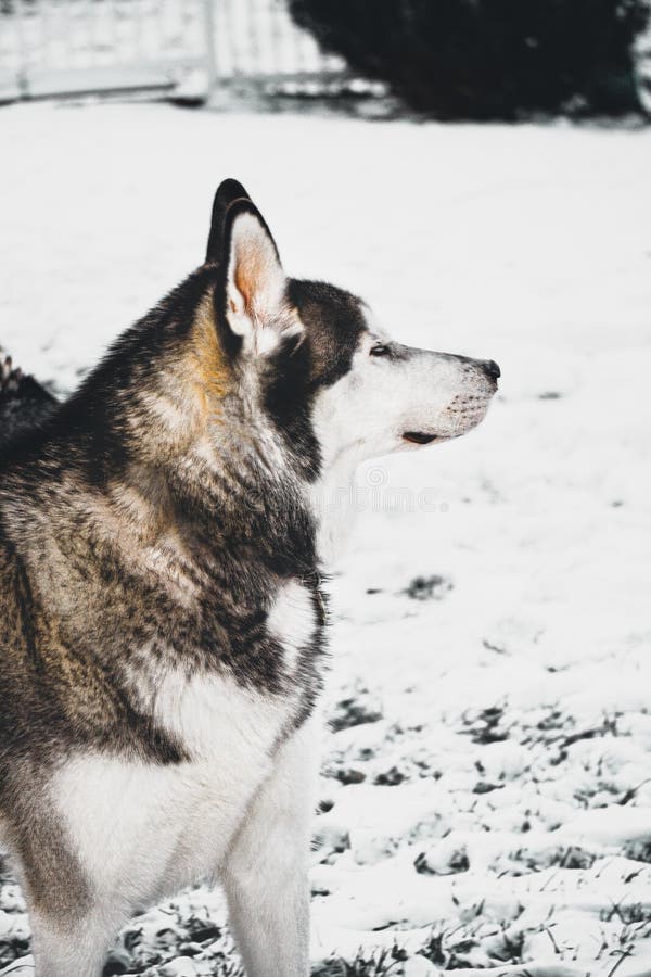 205 Husky Side Profile Stock Photos - Free & Royalty-Free Stock Photos ...