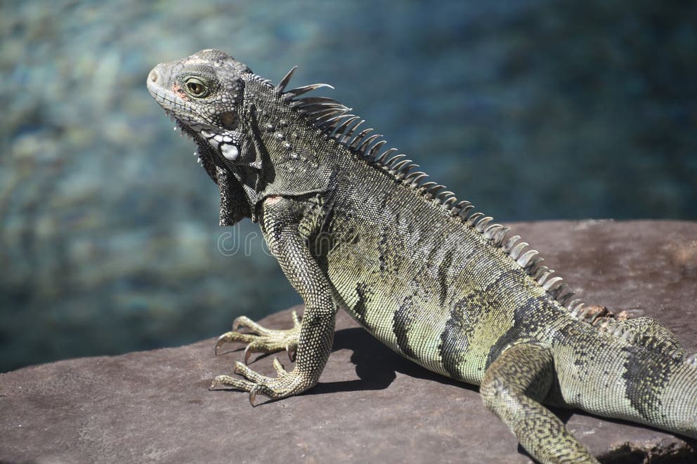 Side Profile of an Iguana on a Rock Stock Photo - Image of outside ...