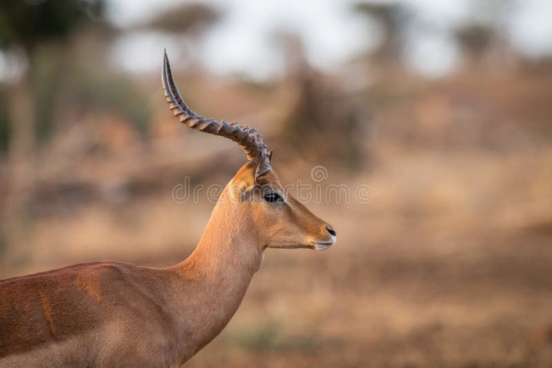 Side Profile of an Impala in the Kruger. Stock Photo - Image of ...