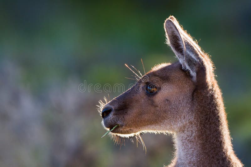 Kangaroo Face Profile Closeup Portrait Of A Red Kangaroo | Premium