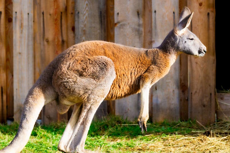 Profile of a Red Kangaroo Looking Forward Stock Image - Image of mammal ...