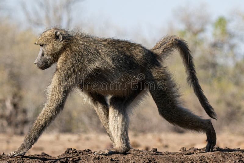 Side Profile of a Large Baboon Walking on the Ground Stock Image ...