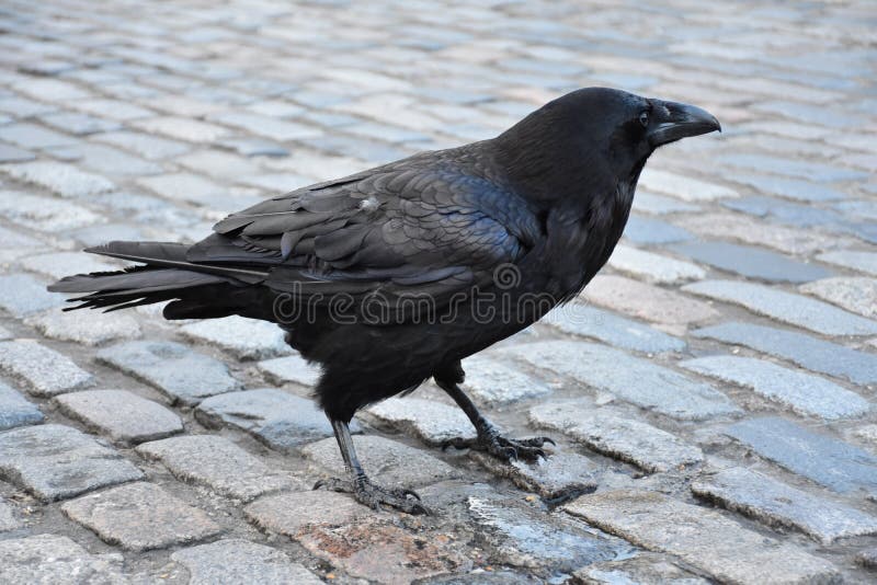 Side Profile of a Large Black Raven Standing on Cobblestones Stock ...