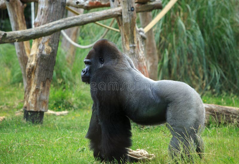 Standing Silverback Gorilla Stock Image - Image of chimpanzee, animal ...