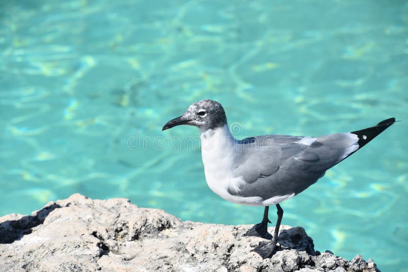 Side Profile Laughing Gull Bird Stock Photos - Free & Royalty-Free ...