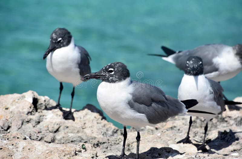 Side Profile of a Laughing Gull on a Rock Stock Image - Image of flight ...