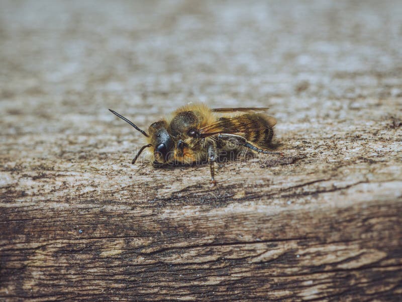 A Side Profile of a Leaf Cutting Bee Basking Stock Photo - Image of ...