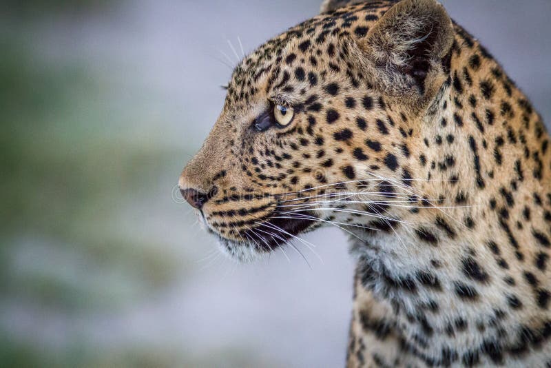 Side Profile of a Leopard in Chobe. Stock Image - Image of planet, game ...