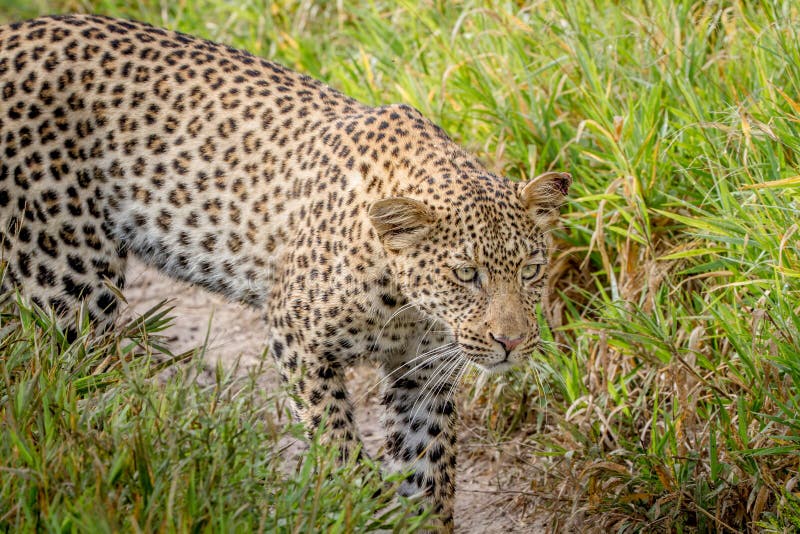Side Profile of a Leopard in the Grass. Stock Image - Image of ...