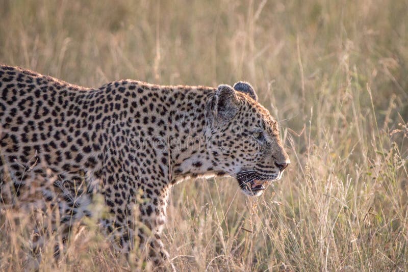 Side Profile of a Leopard in the Grass. Stock Image - Image of nature ...